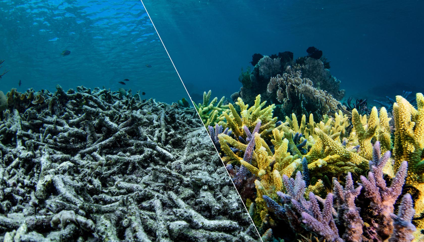 Mindful Ocean Metaverse